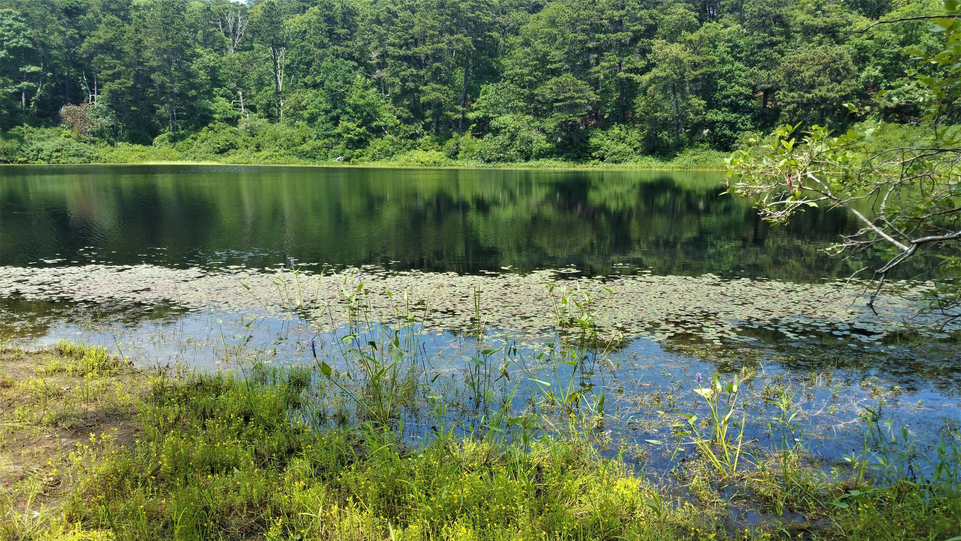 Barclay Pond, Chatham. Thinking of warm summer days ahead!
